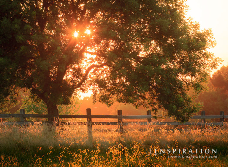 Welcome to Gibson Ranch Park
